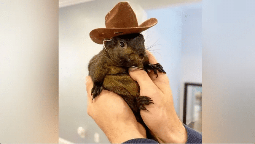 PNUT Memecoin Soars Amid Justice for Squirrel Led by Musk PNUT Memecoin Soars Amid Justice for Squirrel Led by Musk
